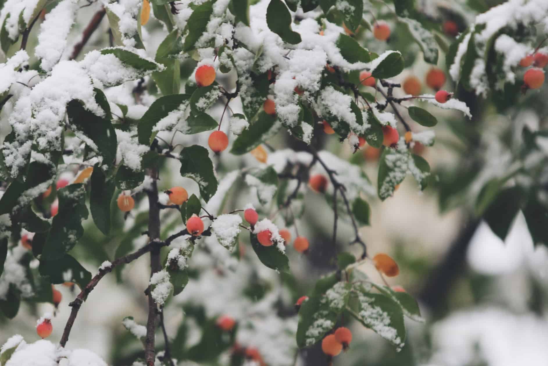 Can I Grow Vegetables In The Winter?