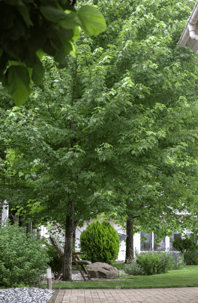 Eco Friendly Ways To Care For Trees In Your Yard