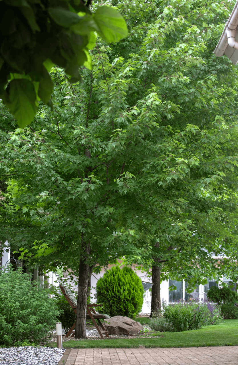Eco Friendly Ways To Care For Trees In Your Yard